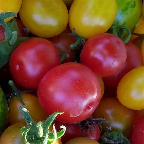 Tomate Rojo Chico Semilla Austral