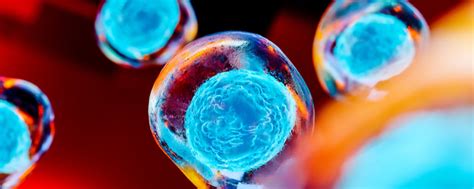 What Is Stem Cell Proliferation Infinity Medicina Regenerativa