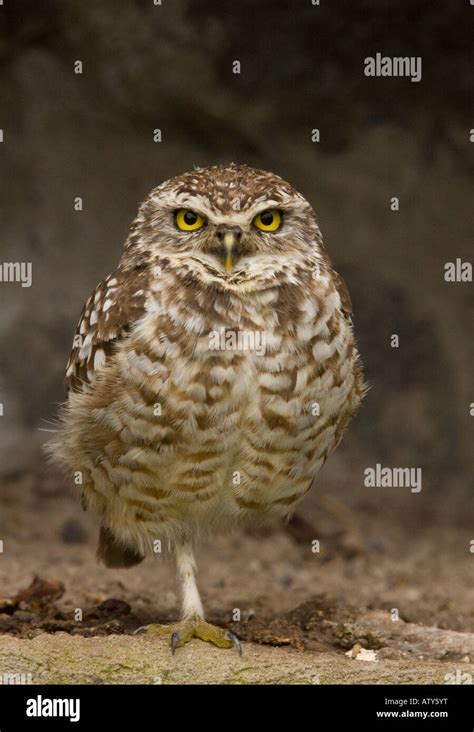 Burrowing Owl Athene Cunicularia Standing On One Leg California Stock