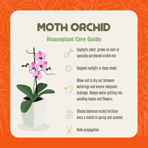 Moth Orchid Care Guide Houseplant Care Indoor Garden Indoor Plants