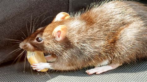 Männliche Ratte Urogenitalsystem Fpgqv