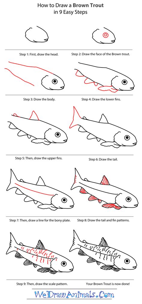 How To Draw A Brown Trout