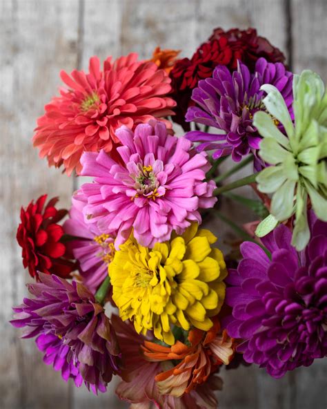 How To Draw A Zinnia Flower Step By Step