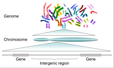 Chromosomes Storing Every Living Beings Genetic Setup In One Molecule