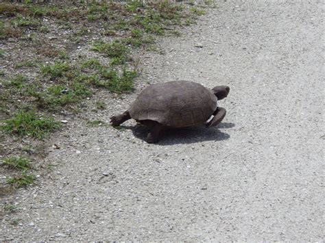 Gopher Tortoise Crossing The Trail