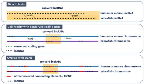 Zebrafish Lncrna Database