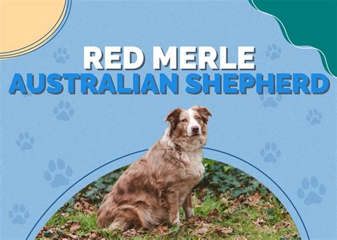 Great Pyrenees And Australian Shepherd Mix Info Pictures Temperament