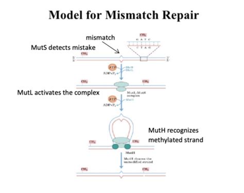 Dna Repair Flashcards Quizlet