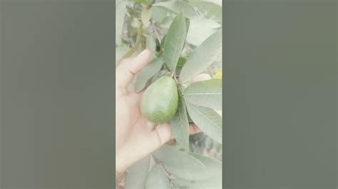 Unique Guvava Tree Shortsfeed New Youtube