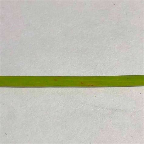 Data Set Collection Roboflow Universe