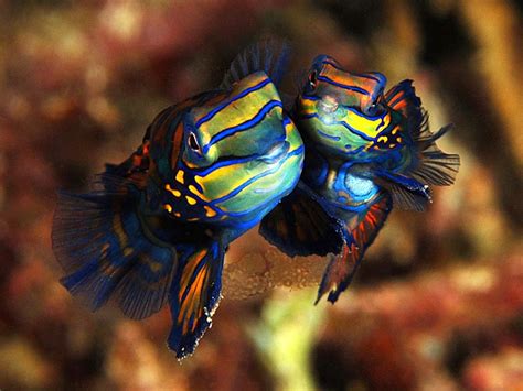 Mandarinfish Mandarin Dragonet Facts Pet Care Diet Pictures