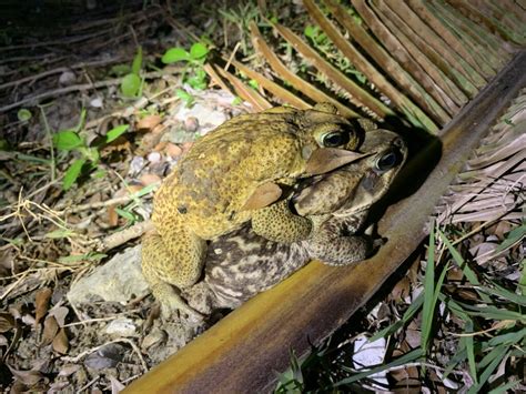 Cane Toad Breeding Cycle How To Identify The Males Mating Call