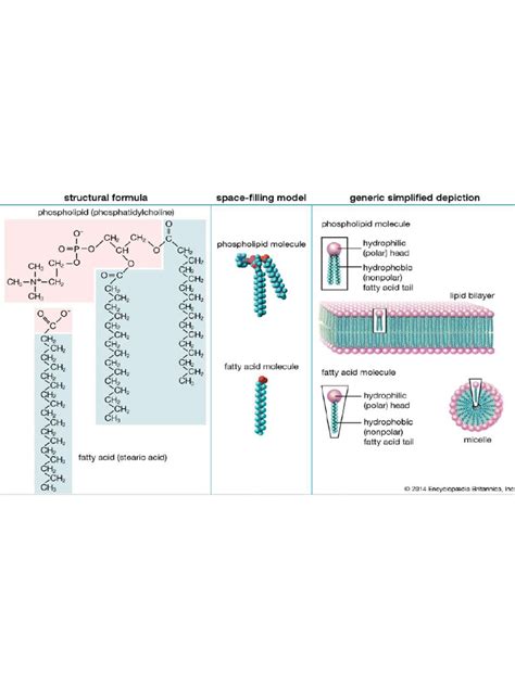 Phospholipid Lecithin In Cellwall Pdf
