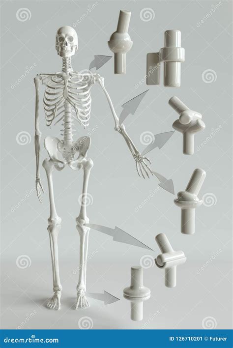 Joint Types With Fixed Hinge Or Ball And Socket Connections Outline Diagram Vector Illustration
