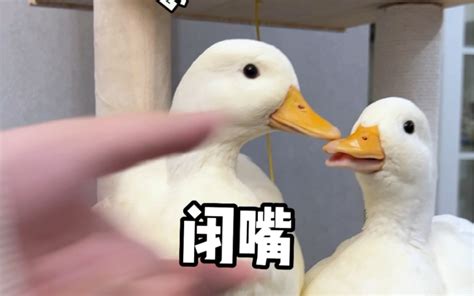 养鸭不要养两只！ 毛桃桃大眼袋 毛桃桃大眼袋 哔哩哔哩视频