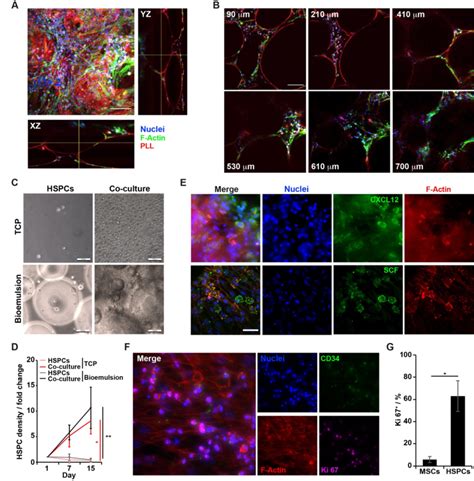 Bmn Enable The Expansion Of Hspcs In Vitro A Z Projection Of