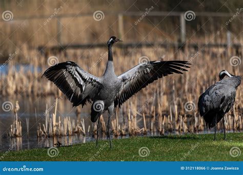 Two Cranes Dances During Ritual Mating Season Stock Photo Image Of Common Beauty