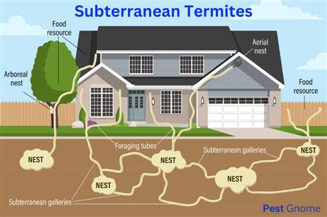 Subterranean Termites How To Identify And Get Rid Of Them