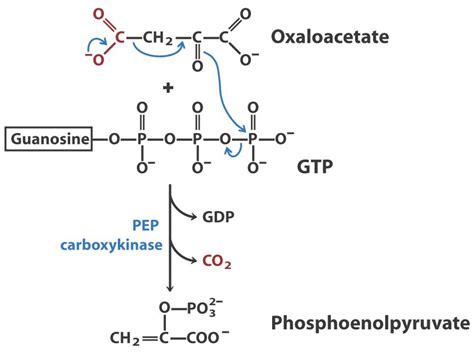 [solved] Converting Oxaloacetate To Phosphoenolpyruvate Requires An Course Hero