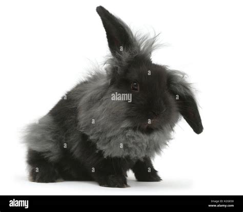 Lionhead Lop Rabbit