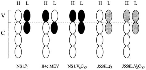 Schematic Representation Of The Various Combinations Of Wild Type And Download Scientific