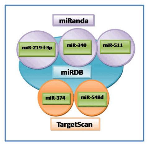 Computational Prediction Of Novel Human MiRNAs MiRNA Target Sites In Correlation With SNP