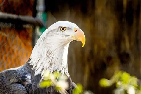 17 Best Things To Do In Prescott Az For 2026
