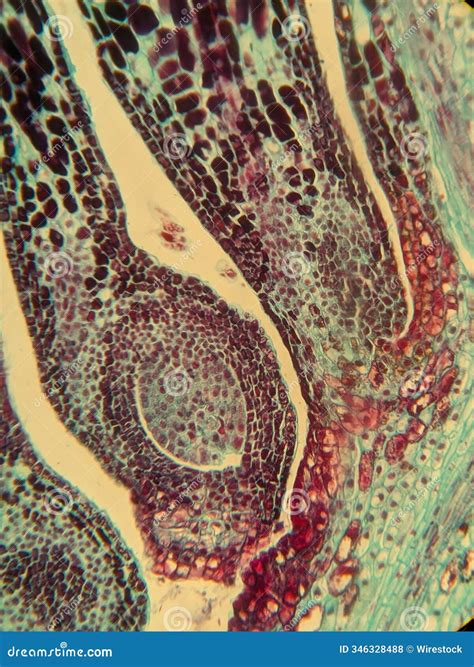 Microscopic View Of Plant Tissue Stock Illustration Illustration Of