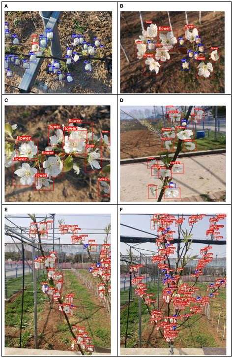frontiers multi scenario pear tree inflorescence detection based on improved yolov7 object