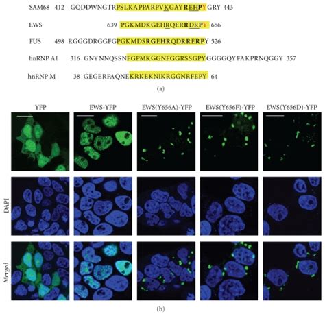 A Sequence Alignment Of Py Nlss The Homologous Regions Of C Nls Of