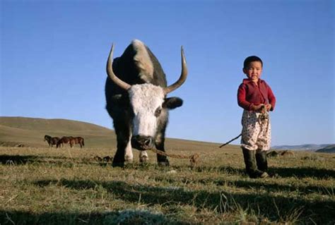 Vida Nómada En Mongolia Viajar