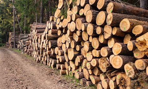 National Timber Traceability System In Africa Csm Tech Africa