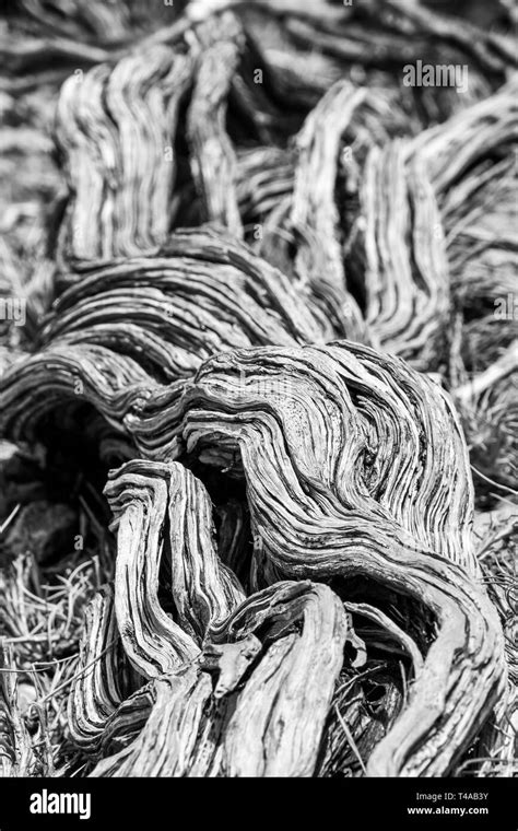 Twisted Nearly Dead Old Dry Tree Stem In Black And White At Yardie Creek Cape Range National