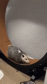Possum S Tenor