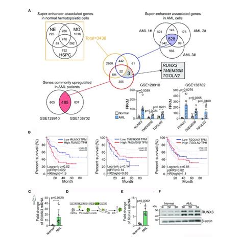 Runx3 Is A Super Enhancer Associated Gene Only Highly Expressed In