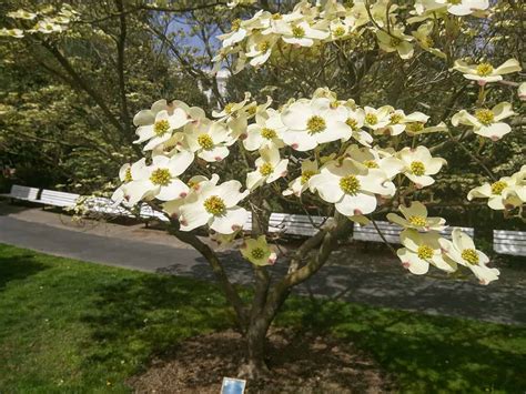 How Long Does A Dogwood Tree Last Plantglossary