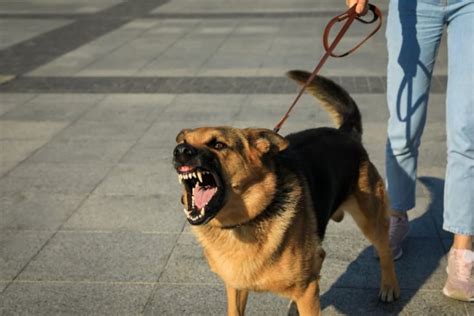 Dog Leash Aggression - Causes, Management & Prevention