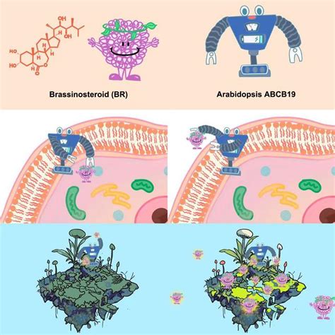 Structure And Function Of The Image Eurekalert Science News Releases