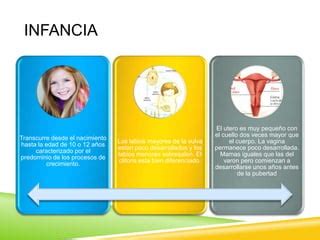 Fisiología Del Aparato Genital Femenino Universidad Libre Barraquilla Pptx