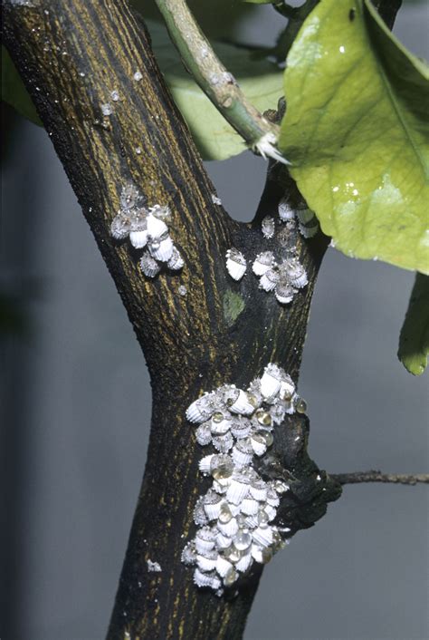 Cottony Scale Insect