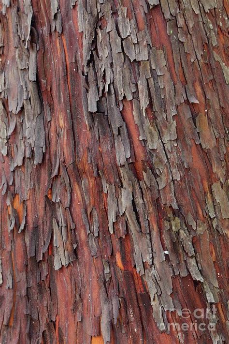 Arbutus Unedo Bark