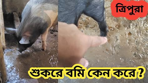 Pig Farm Assam Pig Farm Design Plans Pig Farm Tripura Pig Farm