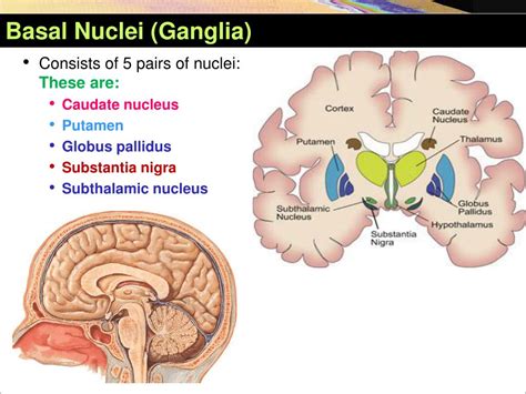 Unraveling The Mysteries Of The Basal Nuclei Healing Plant Foods