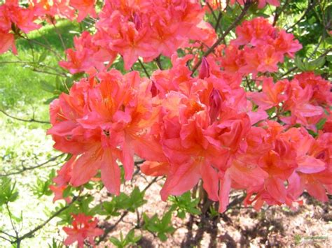 Рододендрон японский лососевый (rhododendron japonicum). КФХ