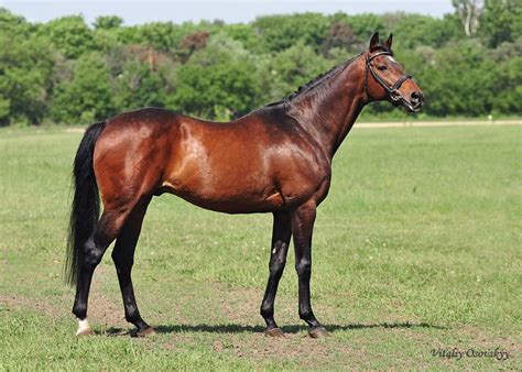 Horses, Warmblood horses, Beautiful horses