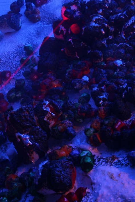 “photo 101” Gallery Michael V Puglisi