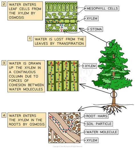 Transpiration Stream Transpiration Stream Concentration Factors