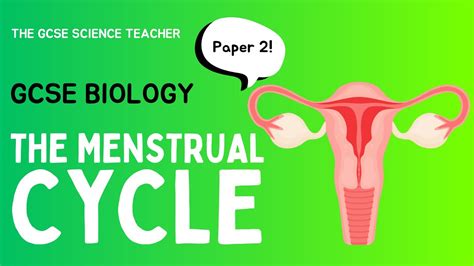 Menstrual Cycle Gcse Edexcel Menstrual Cycle Gcse Edexcel