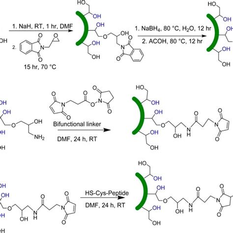 Conjugation Of Amp With Hpg Via Maleimide−thiol Addition Reaction Download Scientific Diagram