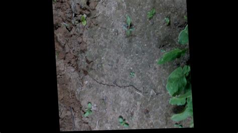 Farmland Object Detection Model By Crop